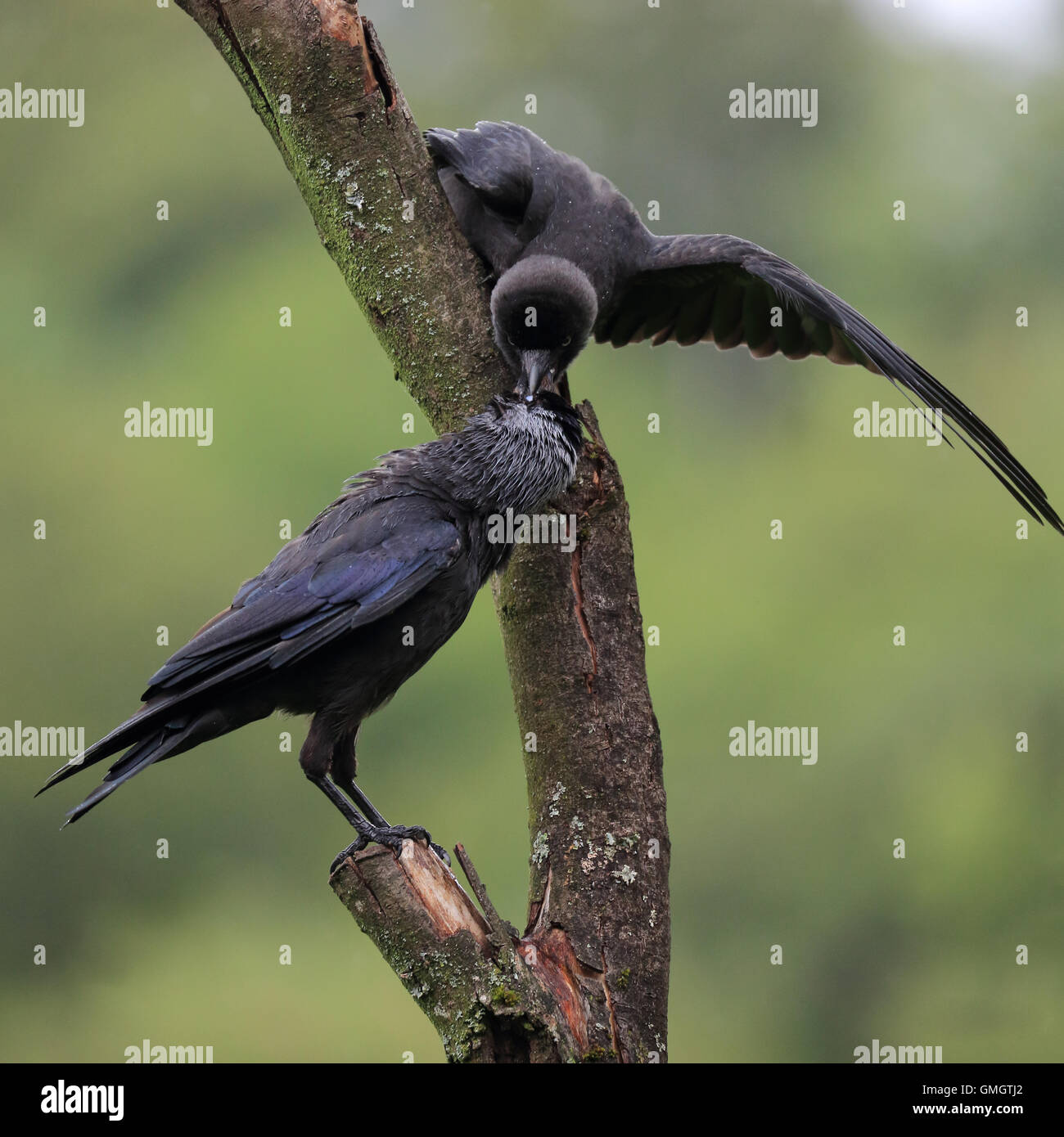 Juvenile Eurasian Jackdaw, also known as Western Jackdaw or Jackdaw ...