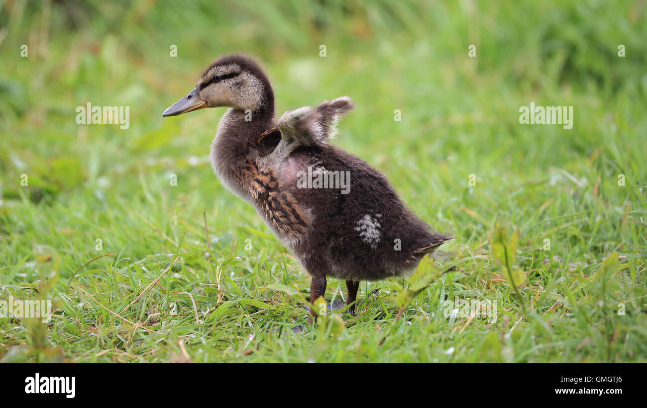 Juvenile mallard hi-res stock photography and images - Alamy