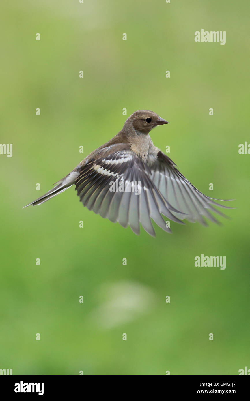 Female Chaffinch in flight against the green, grassy background Stock ...