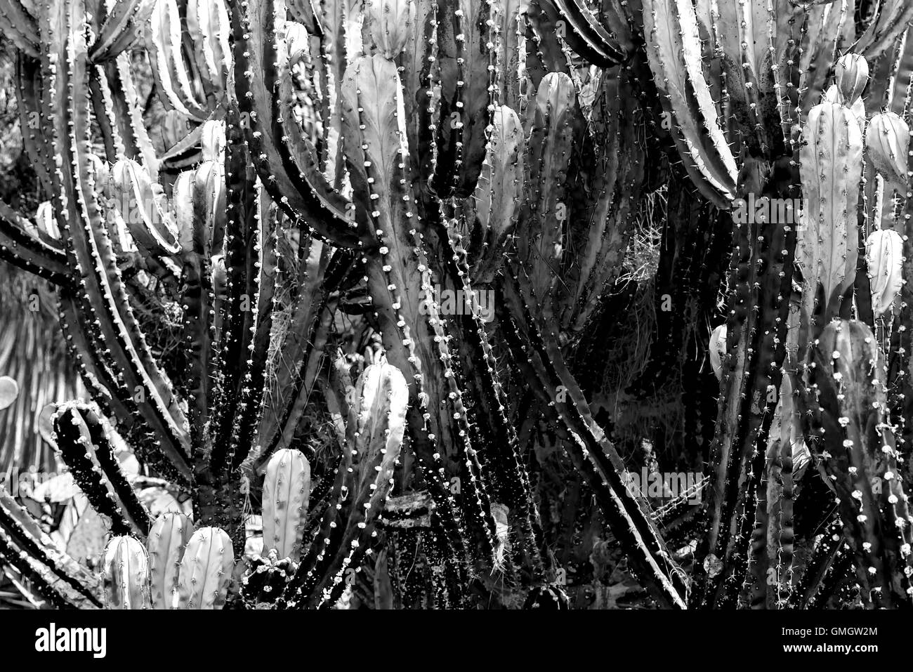 Green cactus hi-res stock photography and images - Alamy