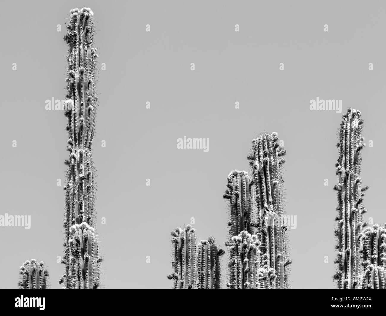 Tropical fields Black and White Stock Photos & Images - Alamy