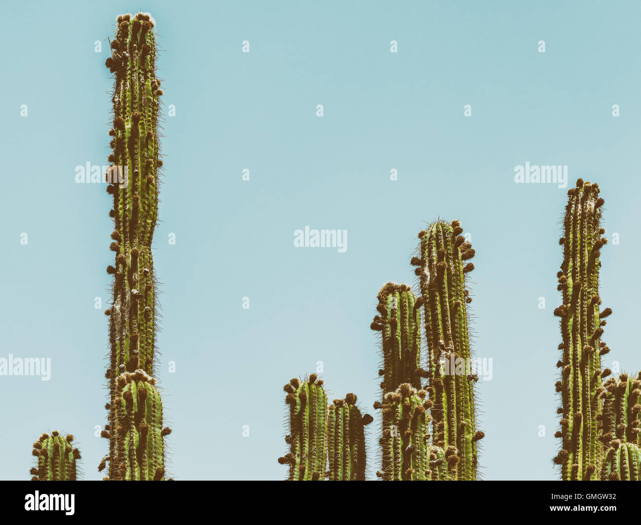 Green Cactus Fields In Summer Stock Photo - Alamy