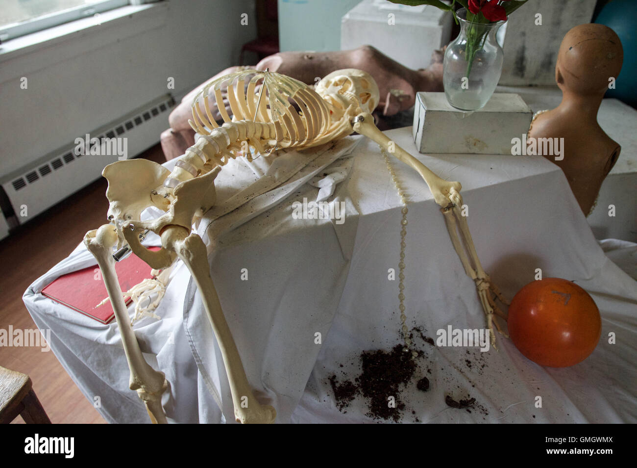 An anatomical skeleton lies on a white-clothed table Stock Photo - Alamy