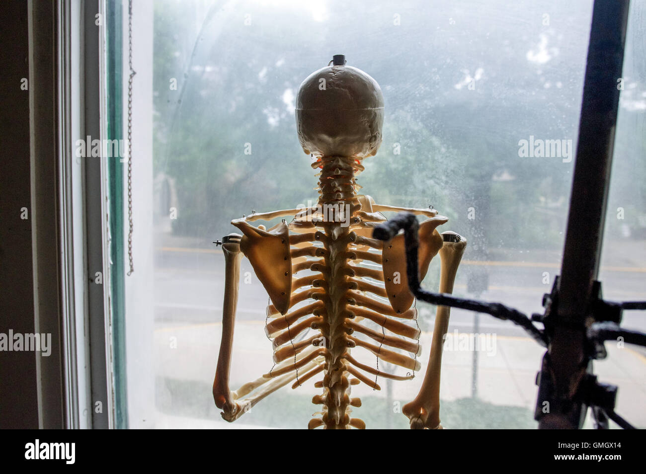 Rear view of a model skeleton looking out a window Stock Photo - Alamy