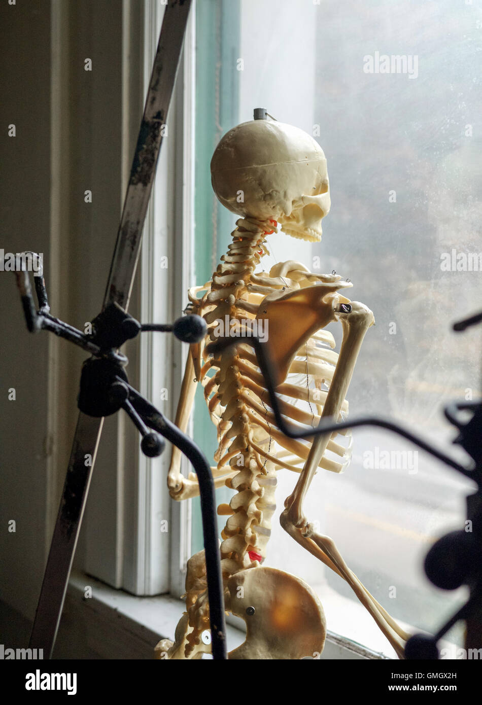 A skeleton model looks out a window next to artists' easels Stock Photo ...