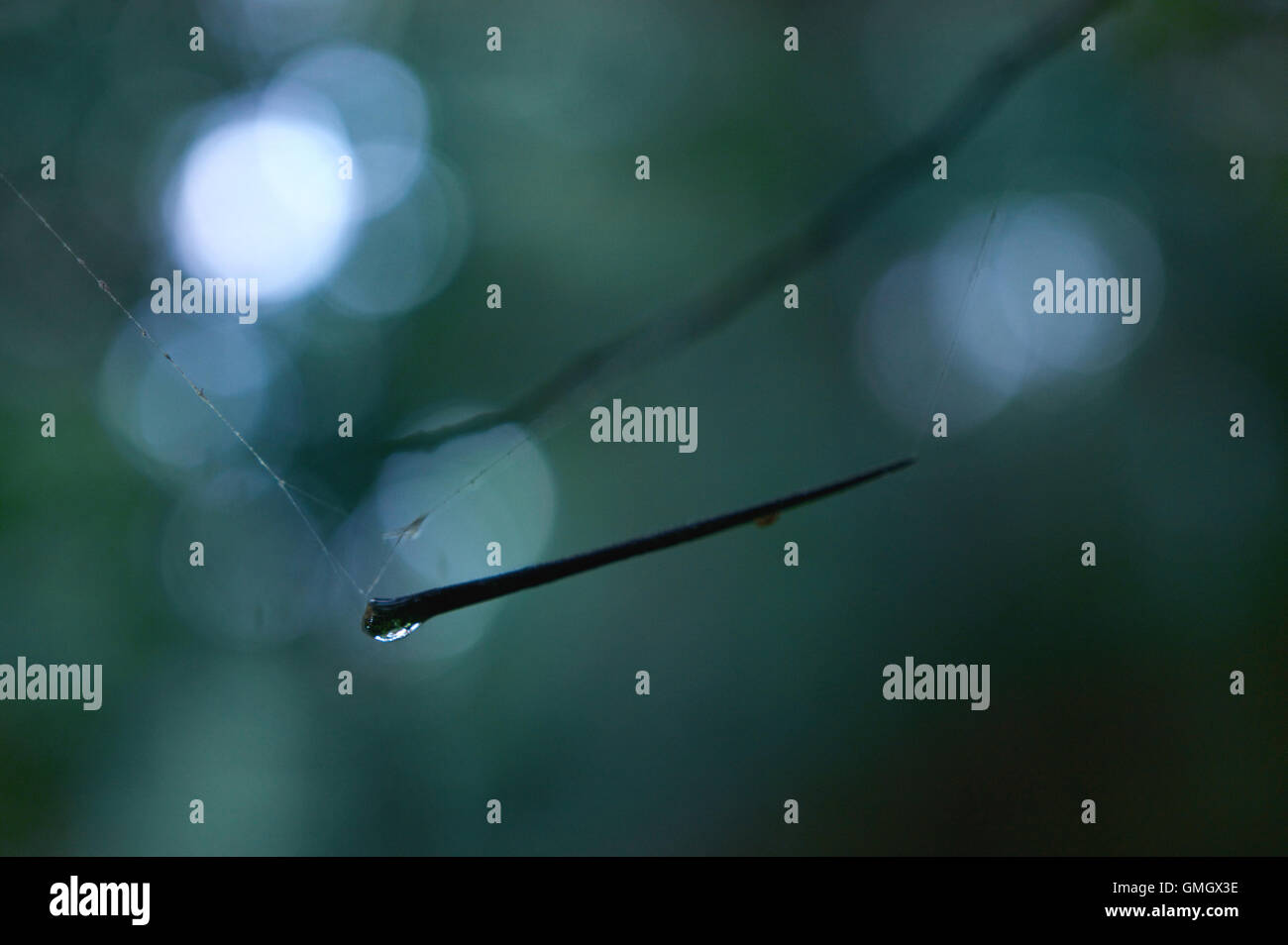 Thorn from hawthorn tree hi-res stock photography and images - Alamy