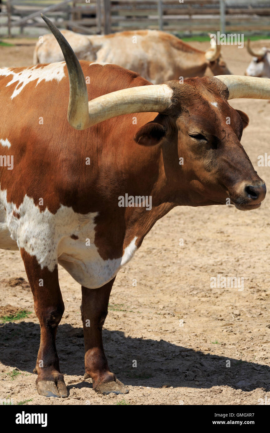 Texas steer hi-res stock photography and images - Alamy