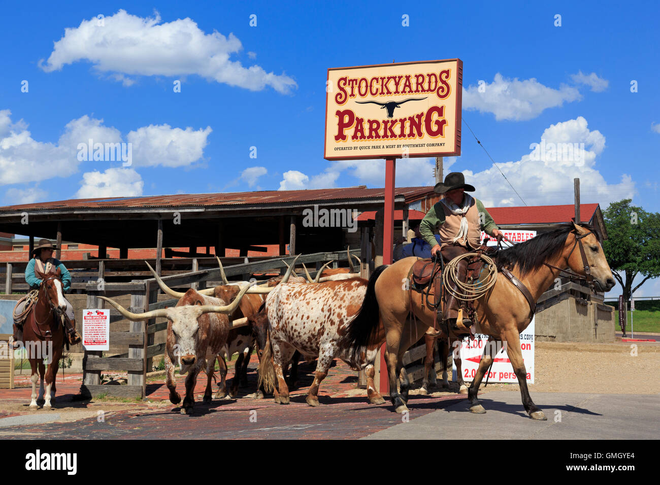 Cattle Drive, Stockyards District, Fort Worth, Texas, USA Stock Photo ...