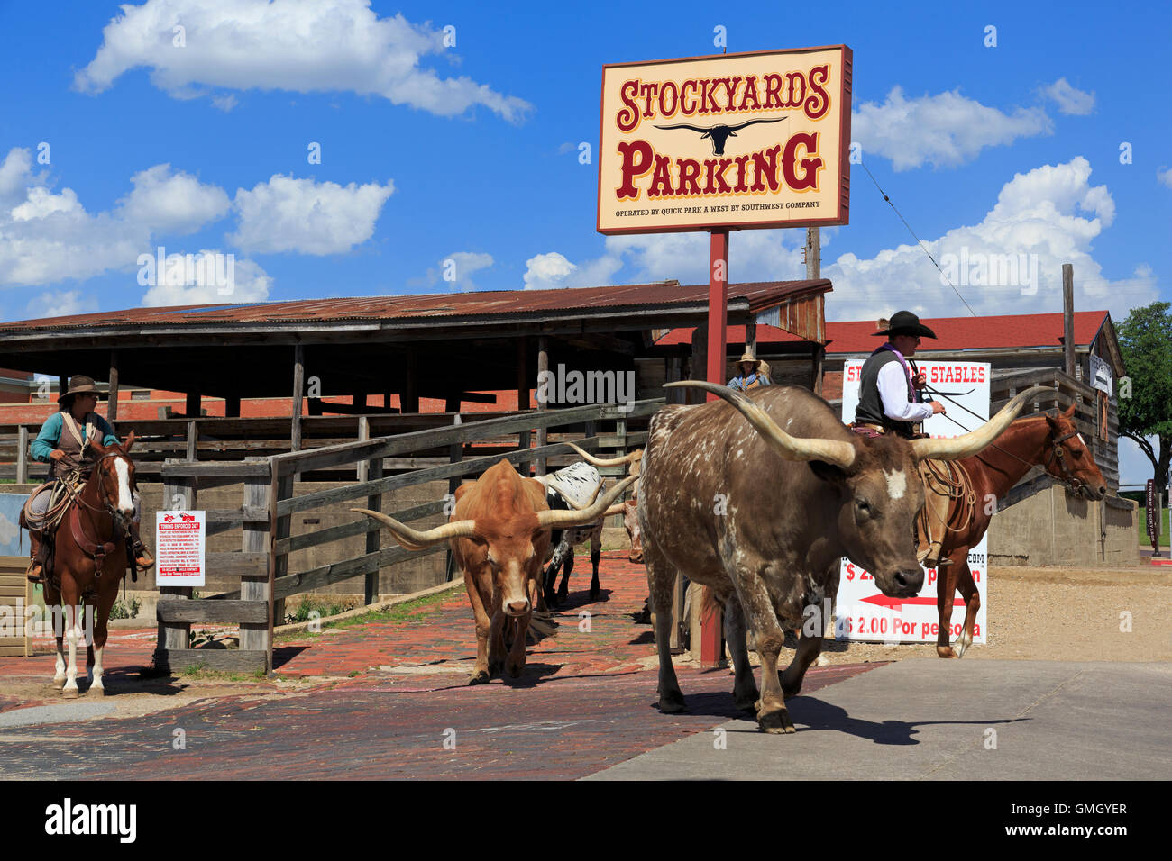 Cattle drive texas longhorn cattle hi-res stock photography and images ...