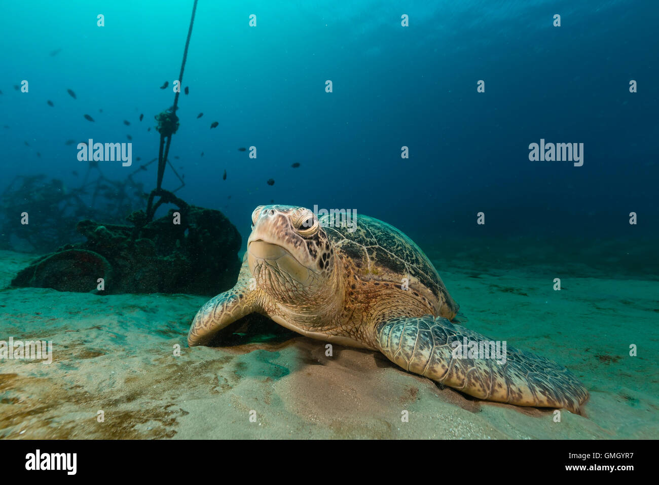 Female green turtle in the Red Sea Stock Photo - Alamy