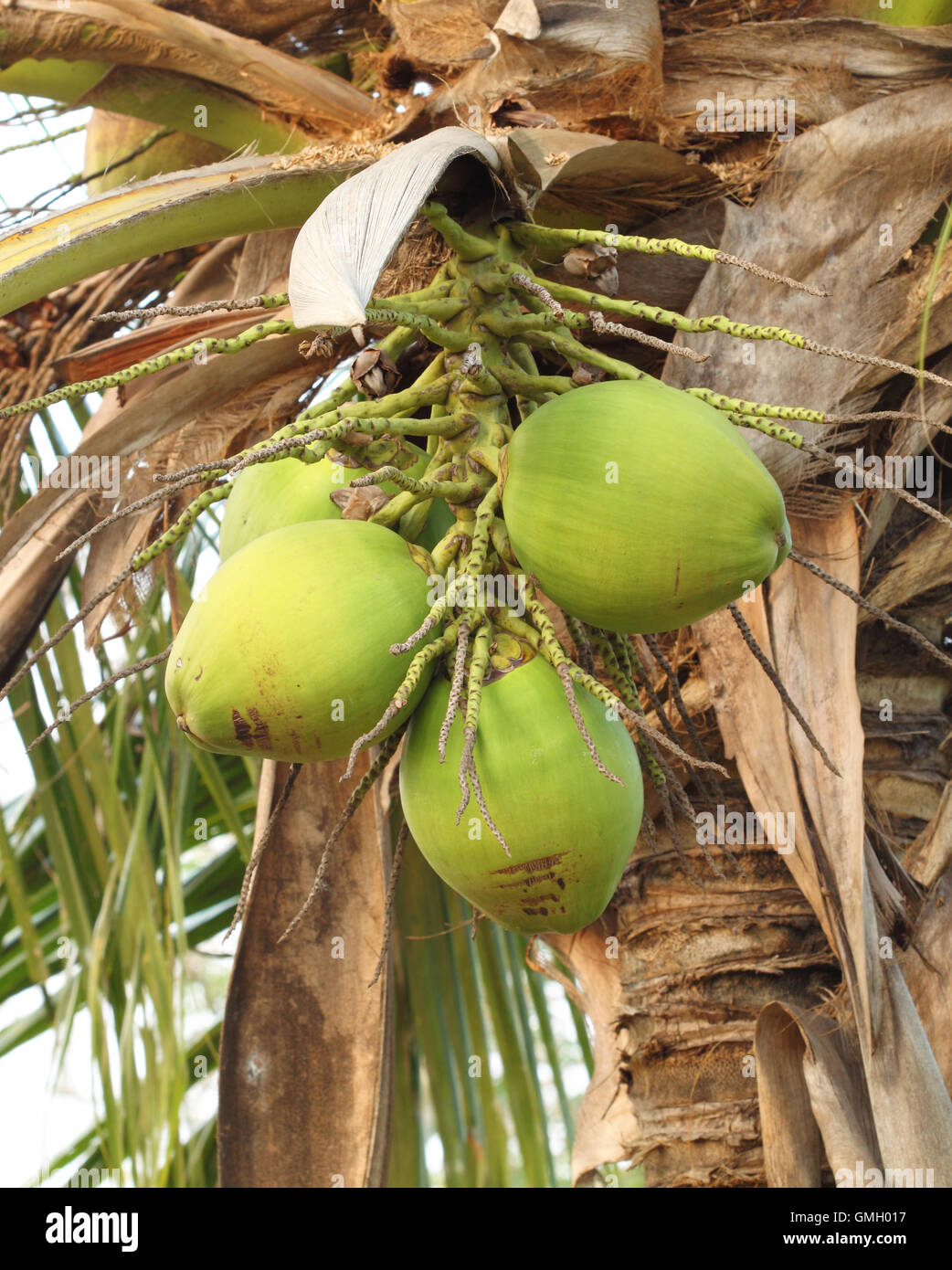 coconut on the tree Stock Photo - Alamy