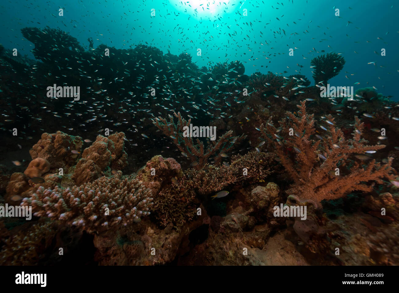 Glassfish background hi-res stock photography and images - Alamy