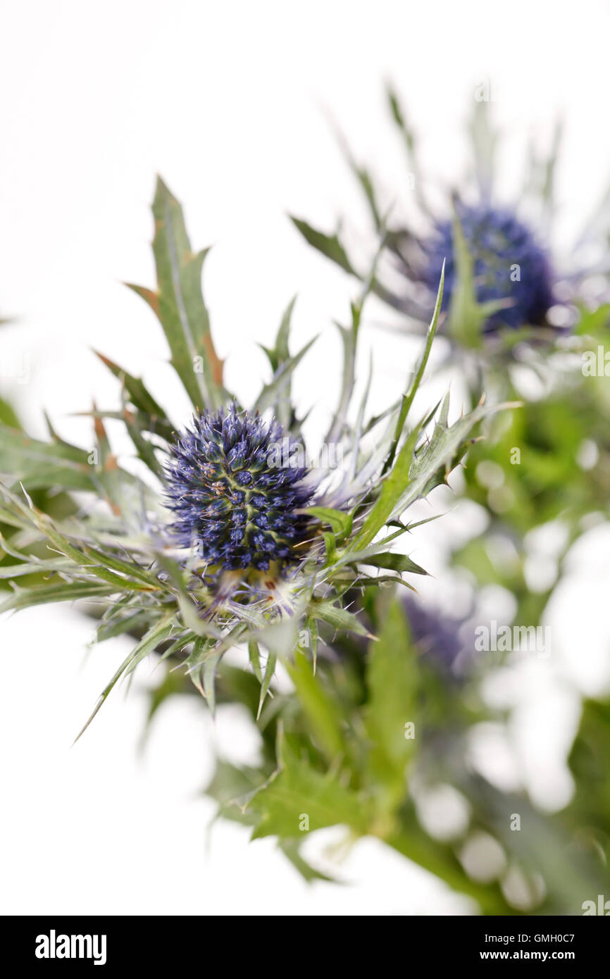 exotic sharp flowers Stock Photo - Alamy