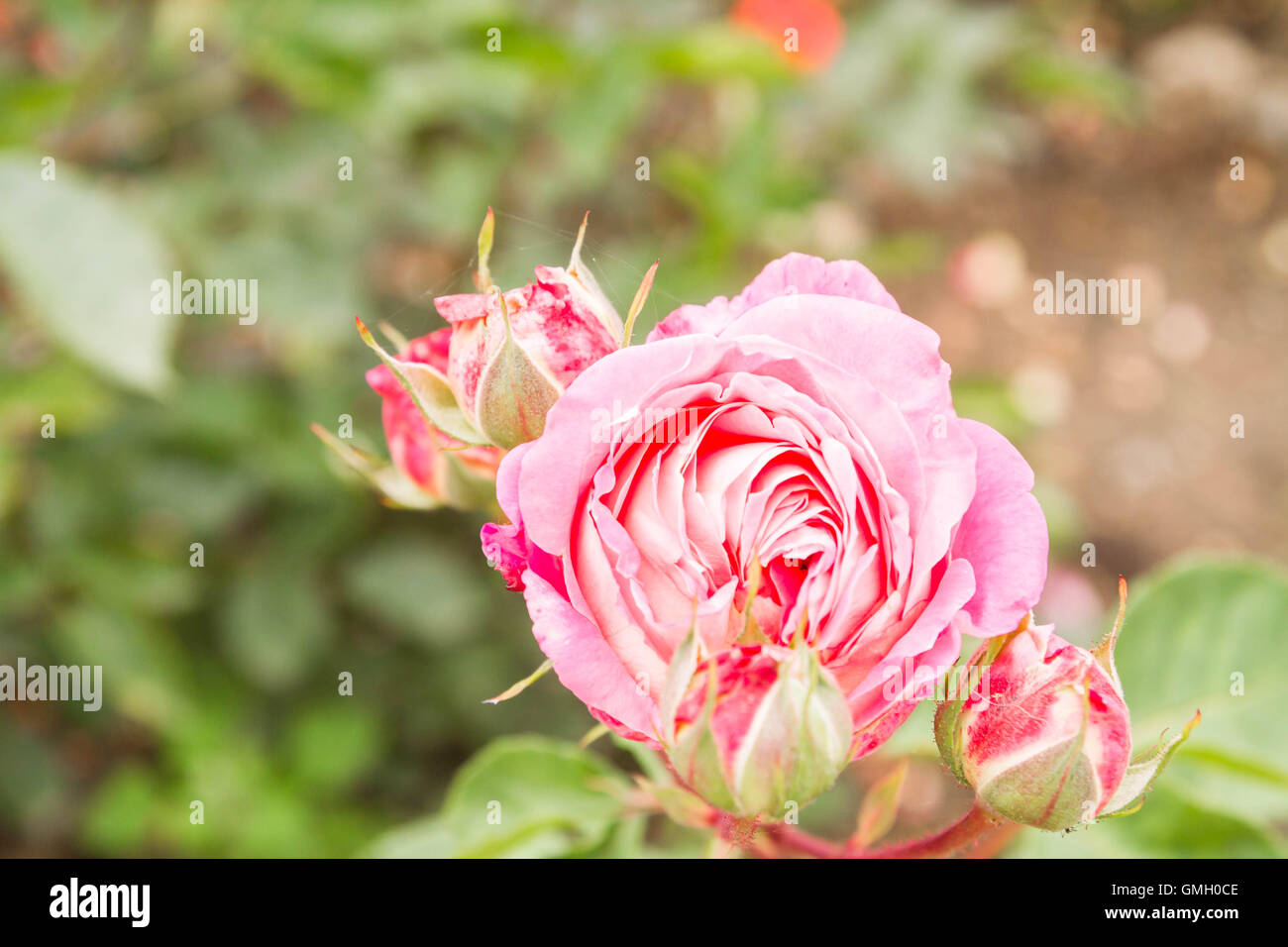 Beautiful flowers outside in the flowerbed Stock Photo - Alamy