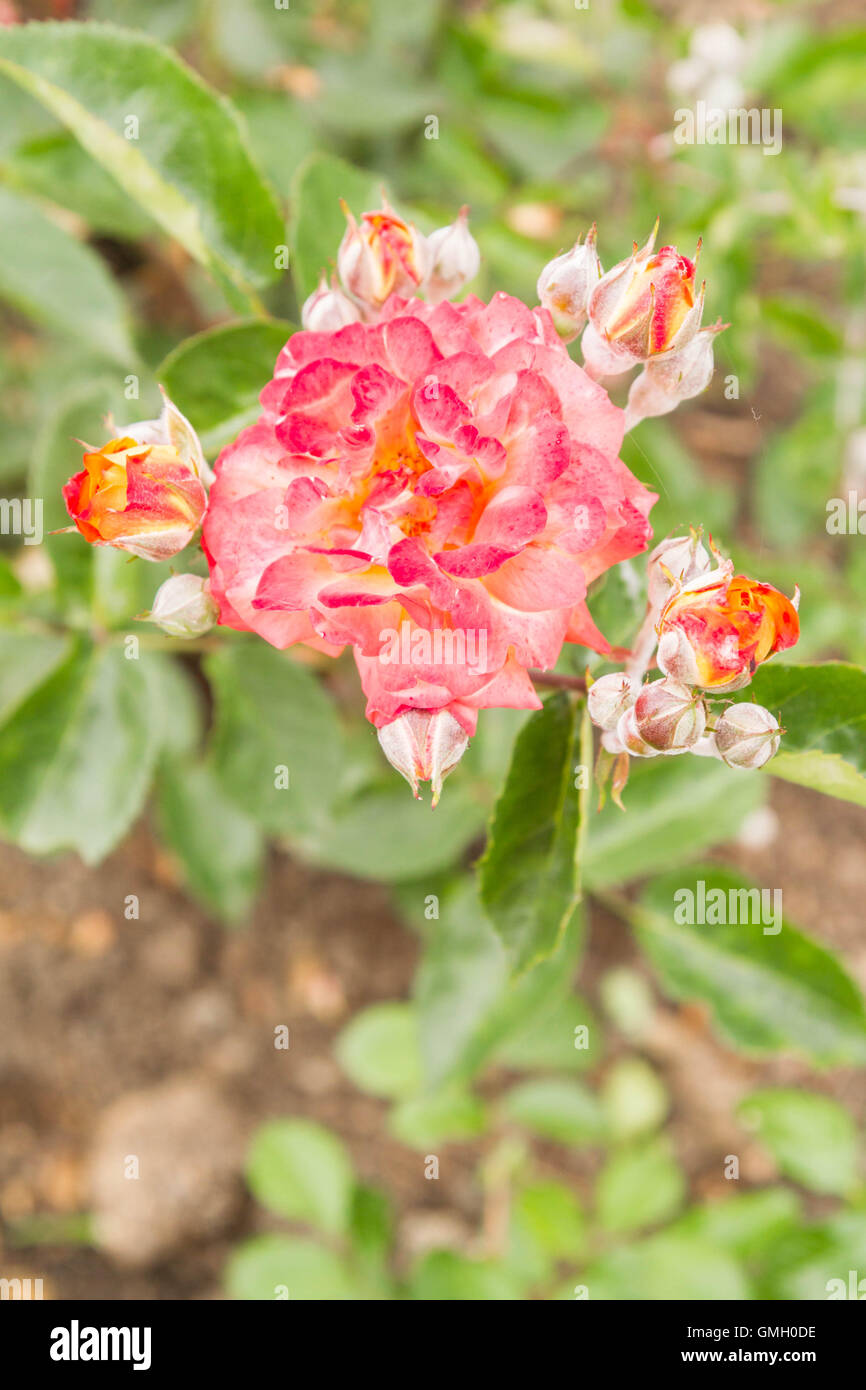 Beautiful flowers outside in the flowerbed Stock Photo - Alamy
