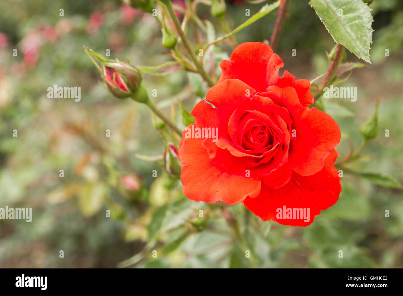 Beautiful flowers outside in the flowerbed Stock Photo - Alamy