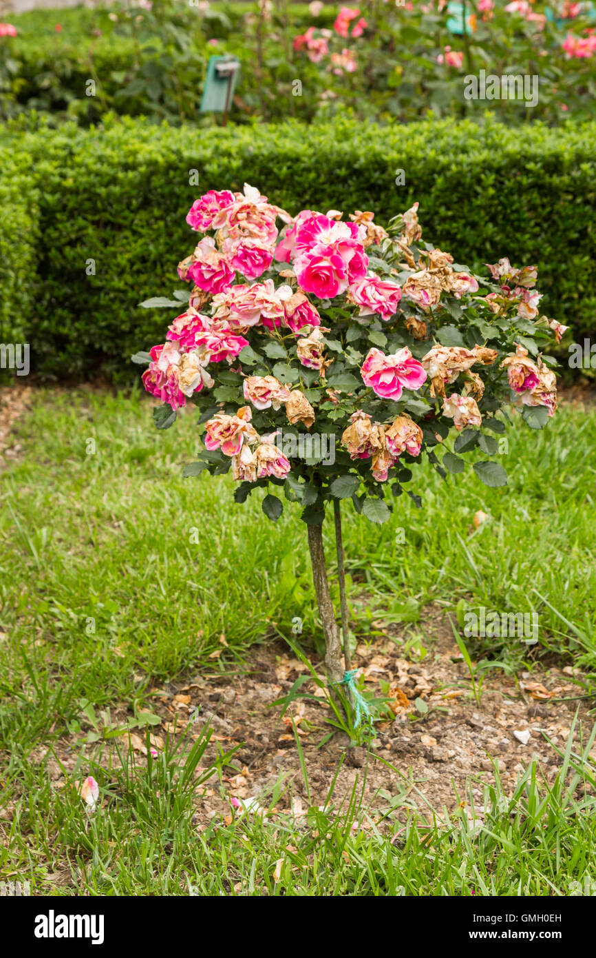 Beautiful flowers outside in the flowerbed Stock Photo - Alamy