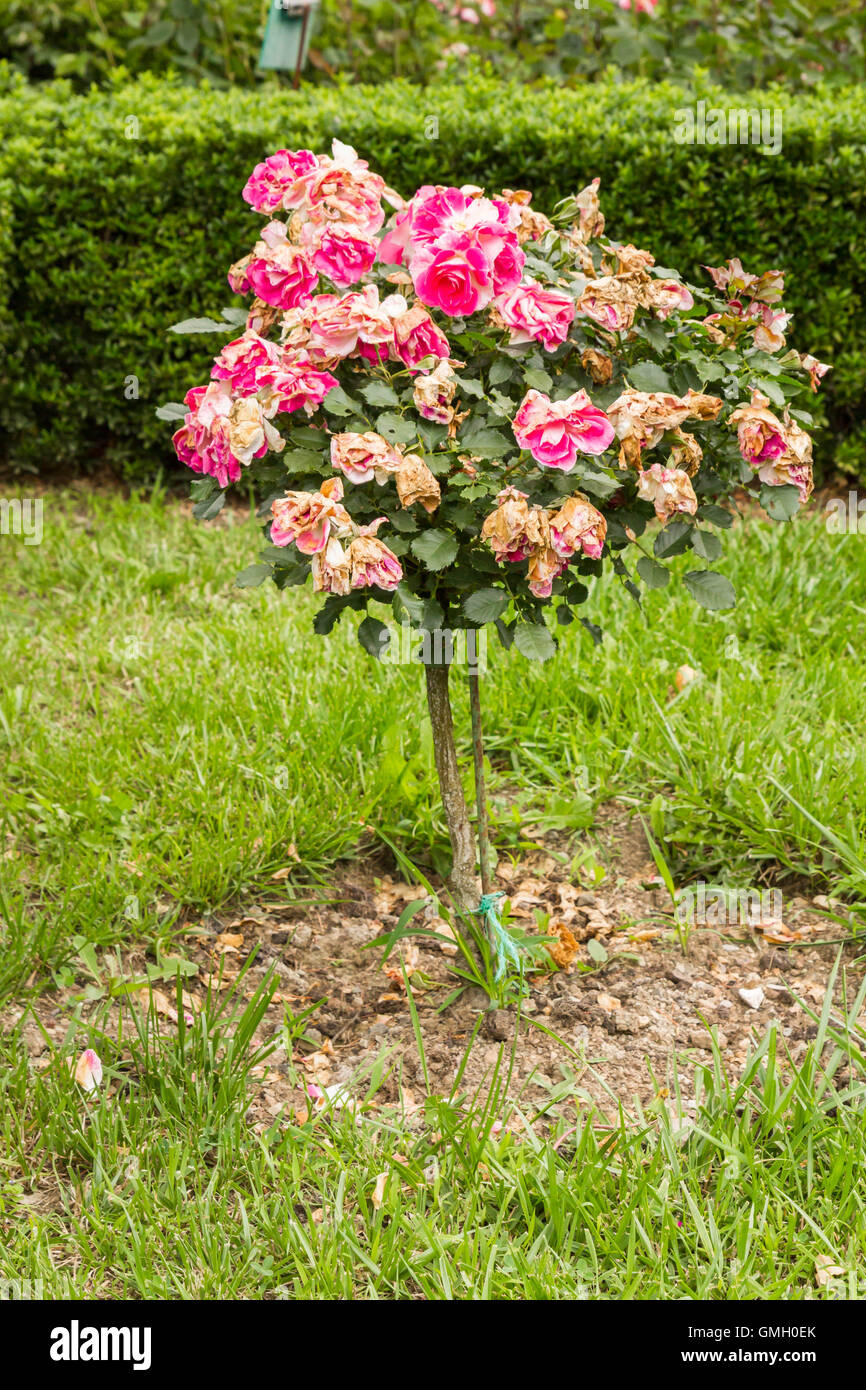 Beautiful flowers outside in the flowerbed Stock Photo - Alamy