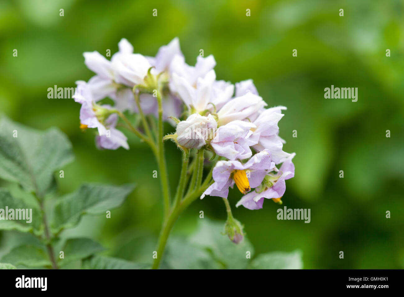 flower of potato plant Stock Photo - Alamy