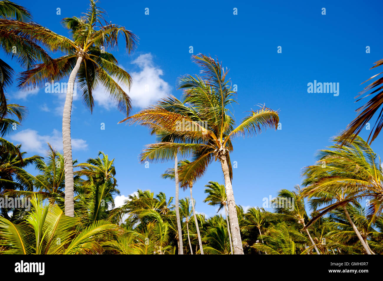 Fan palm forest hi-res stock photography and images - Alamy