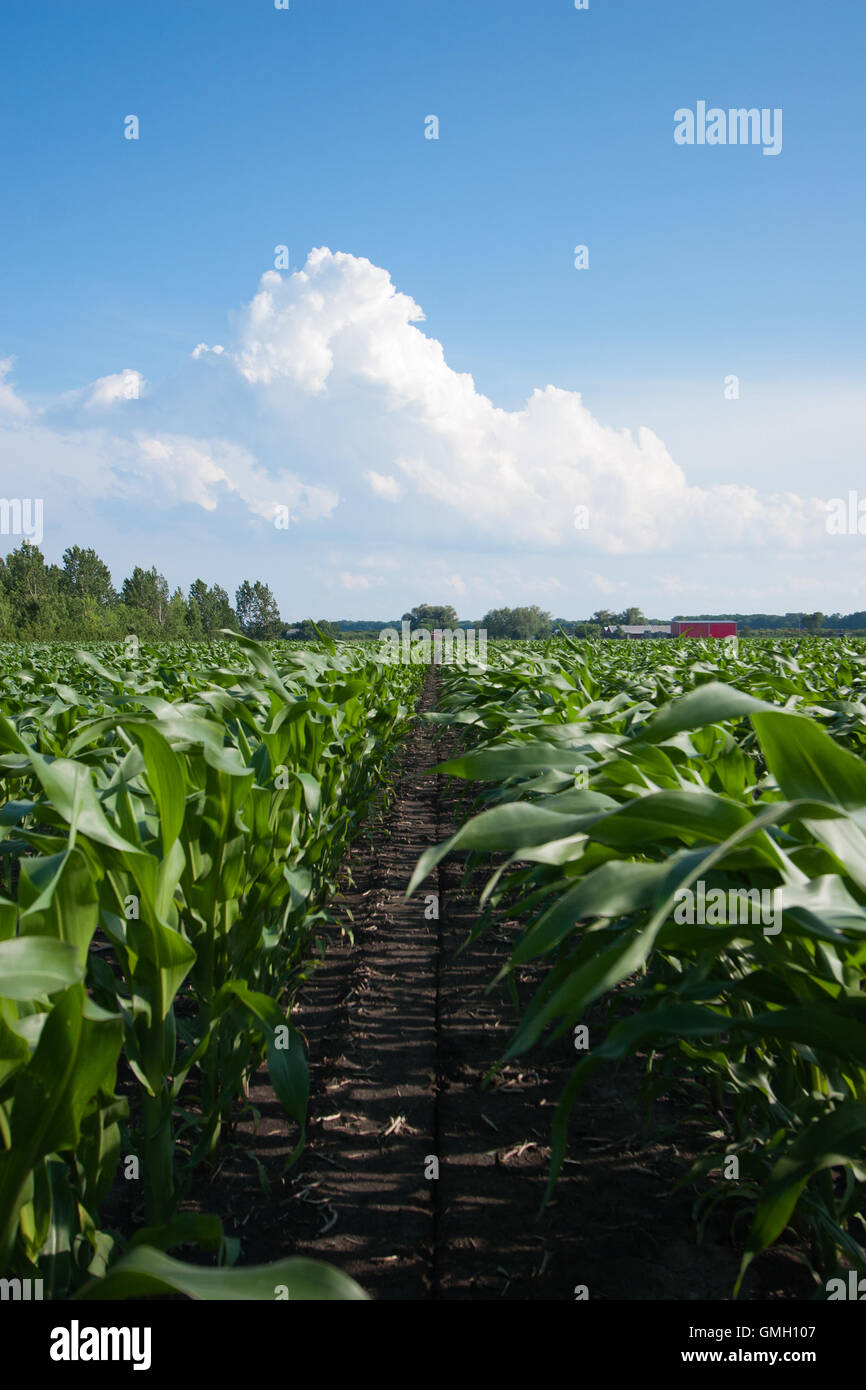 Rows of Corn Stock Photo - Alamy