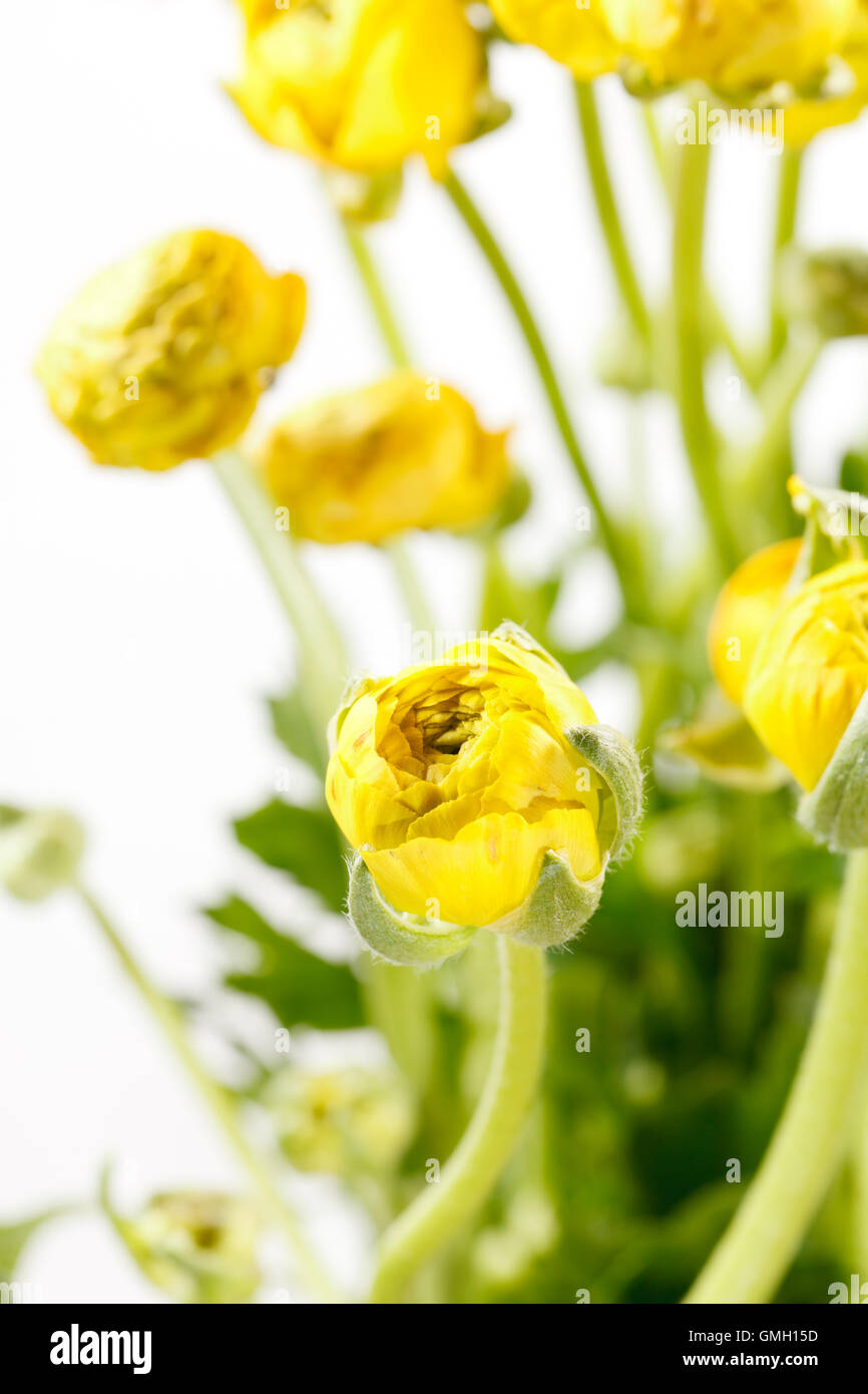 Yellowcup hi-res stock photography and images - Alamy