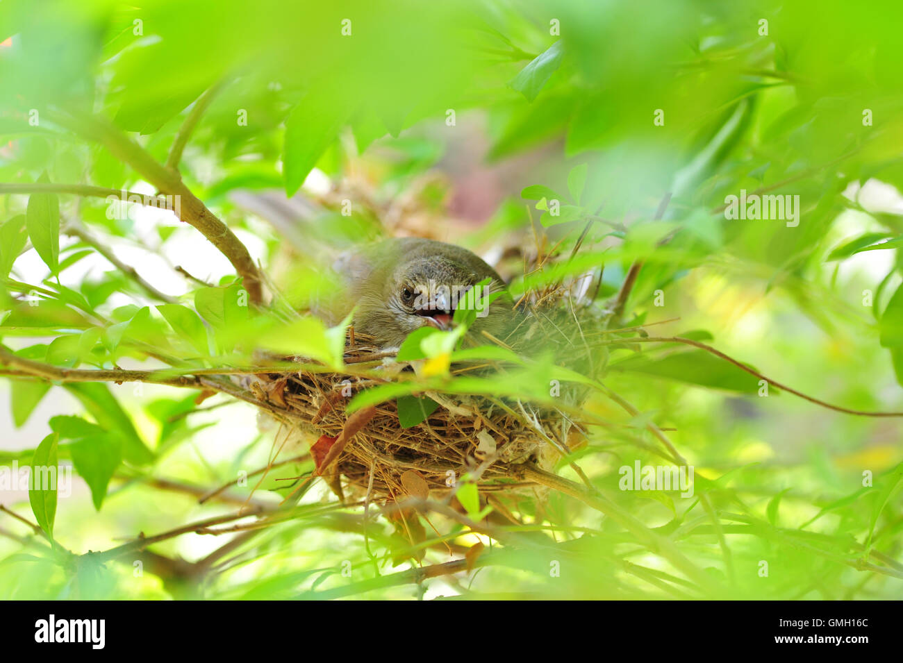 Bird on Nest Stock Photo - Alamy