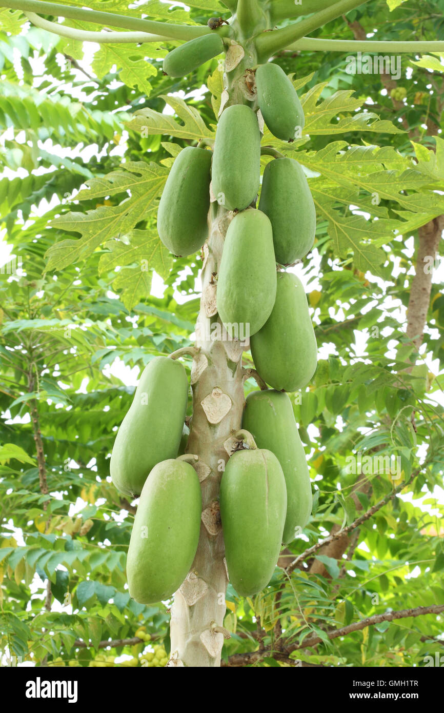 papaya on the tree Stock Photo - Alamy