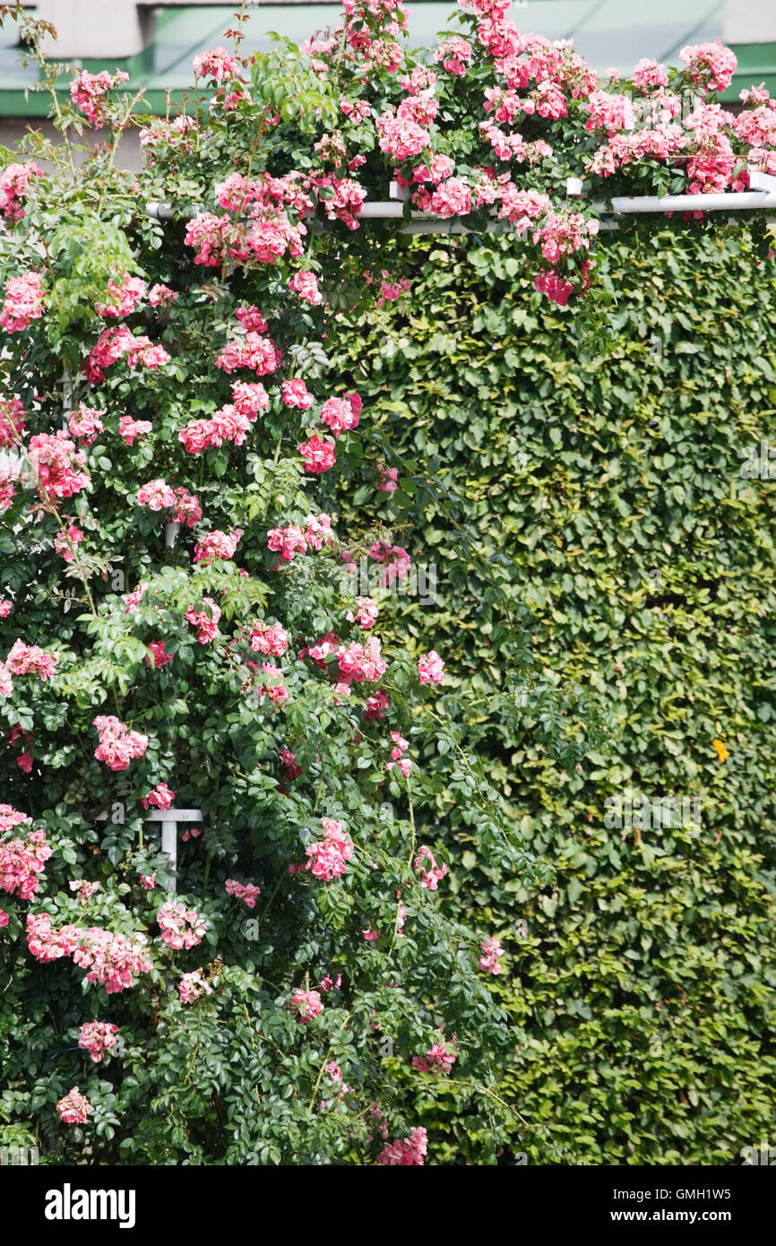 Roses in the garden Stock Photo - Alamy