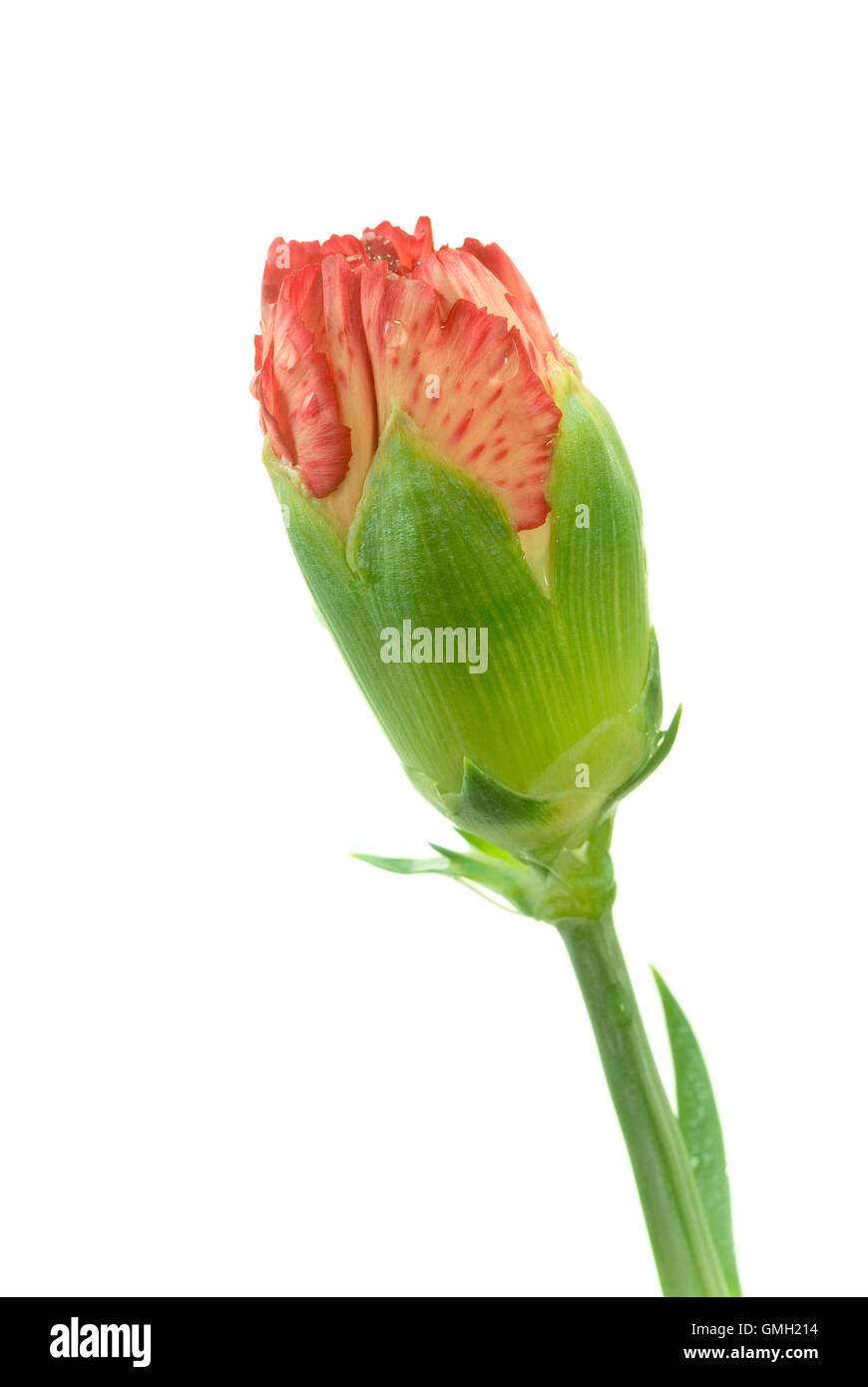 Single carnation background Cut Out Stock Images & Pictures - Alamy