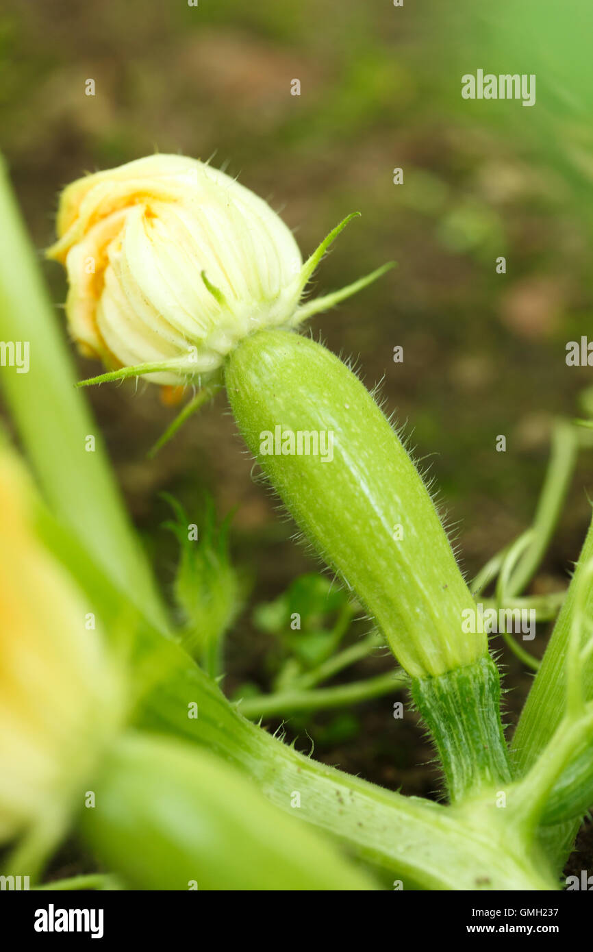 Zucchini with flowers in vegetable garden Stock Photo - Alamy