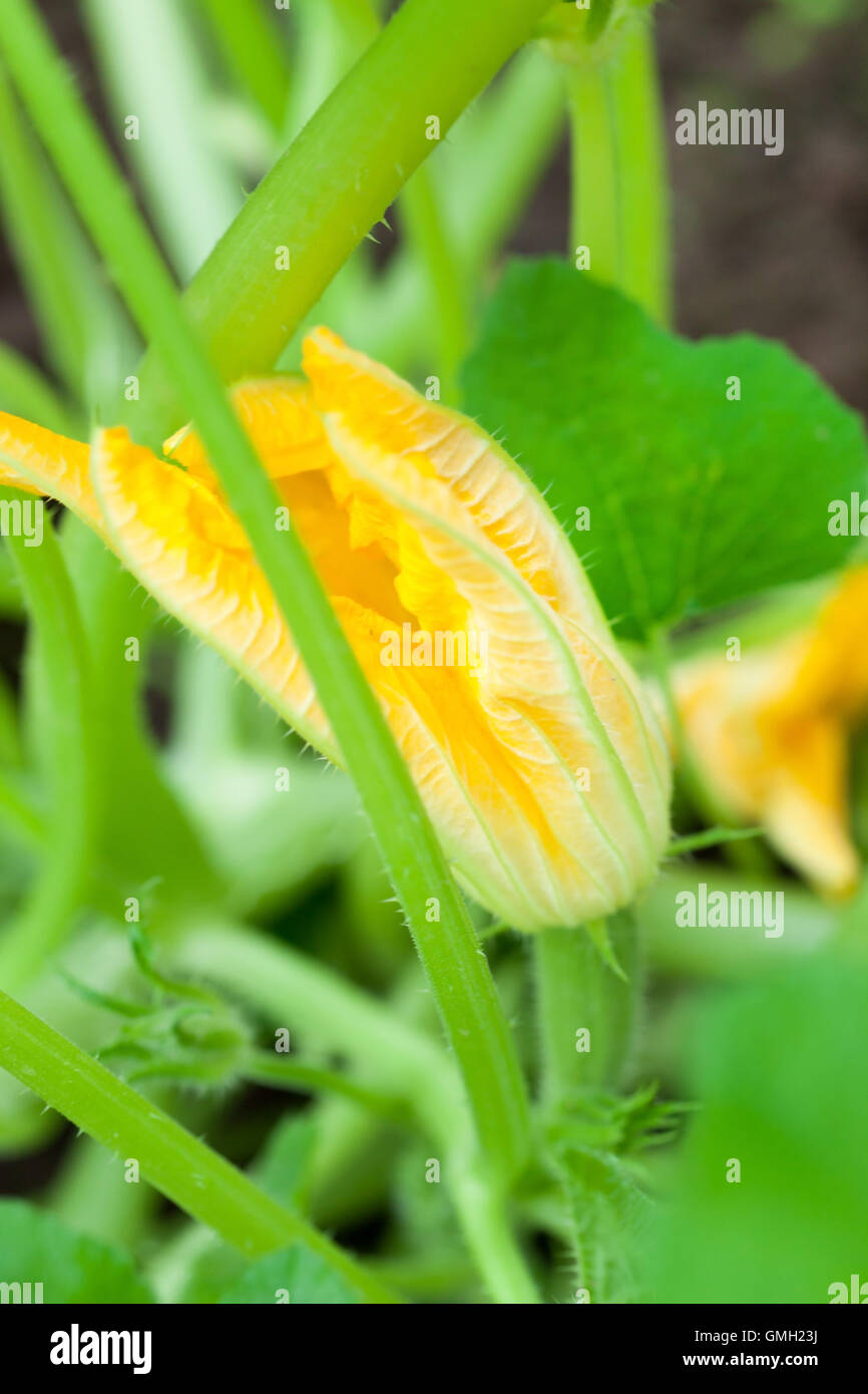 Zucchini with flowers in vegetable garden Stock Photo - Alamy