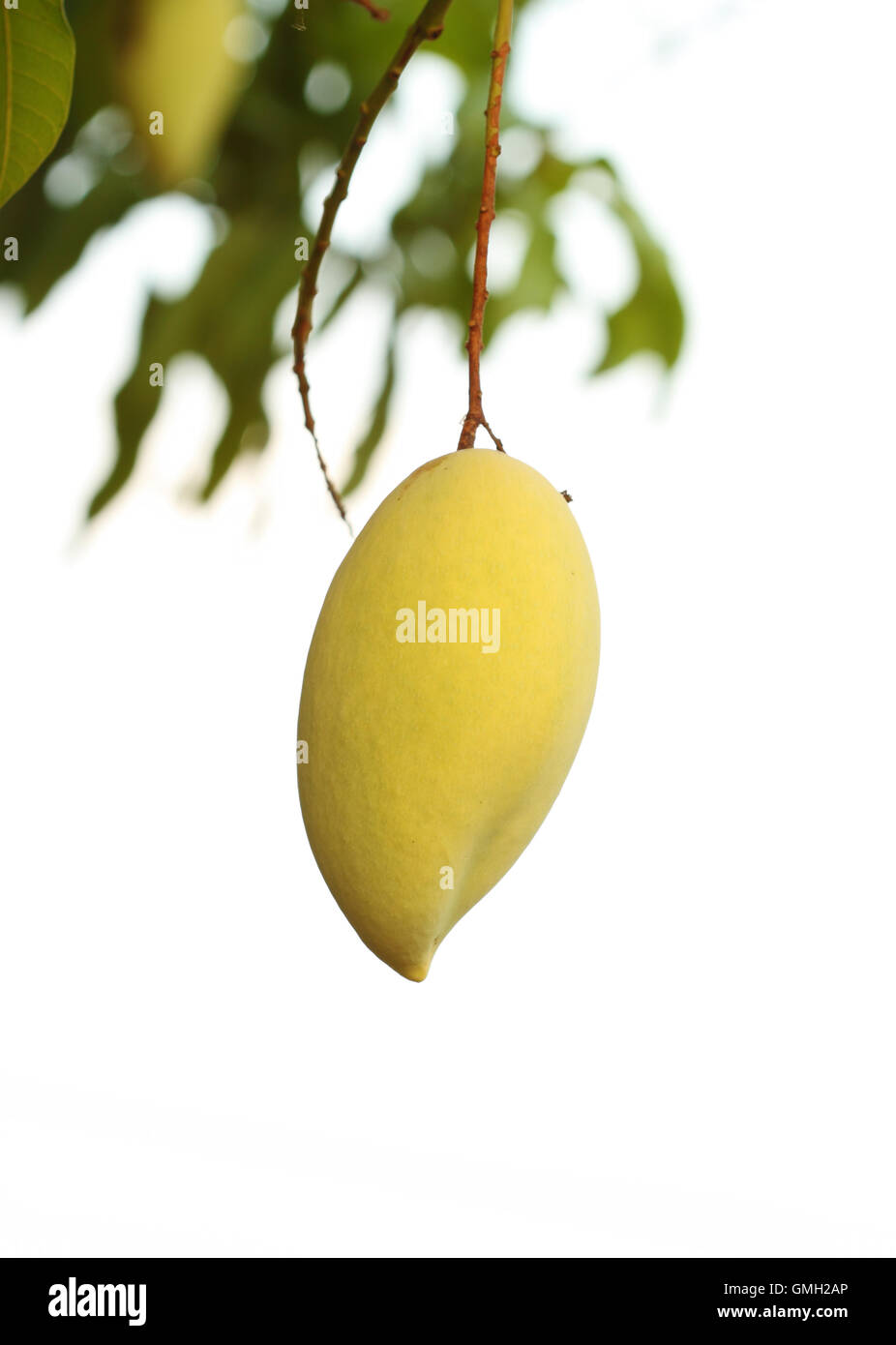 golden mango on tree Stock Photo - Alamy