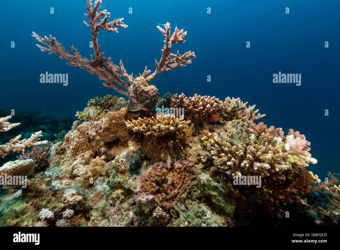 The tropical waters of the Red Sea Stock Photo - Alamy