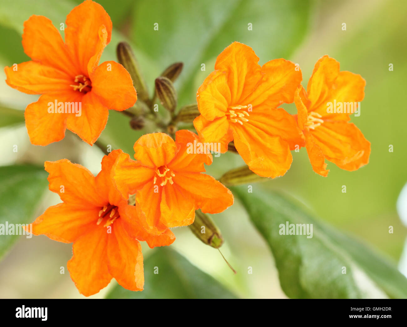 Closeup beautiful cordia sebestena geiger hi-res stock photography and ...