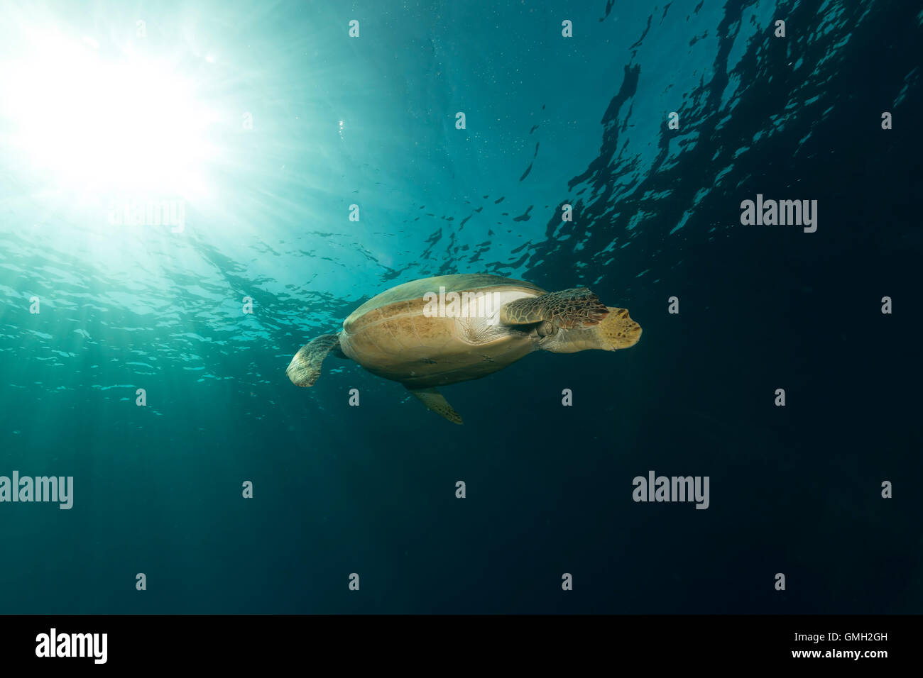 Female green turtle in the Red Sea Stock Photo - Alamy