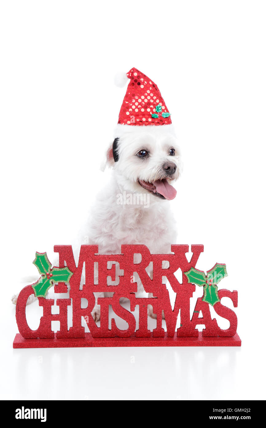Puppy dog and Merry Christmas sign Stock Photo - Alamy