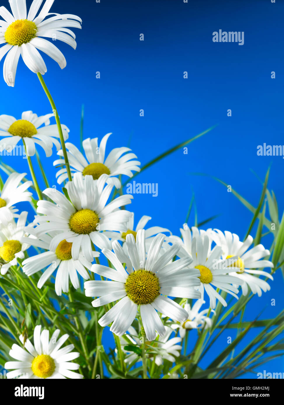 White Daisy Wheels Stock Photo - Alamy