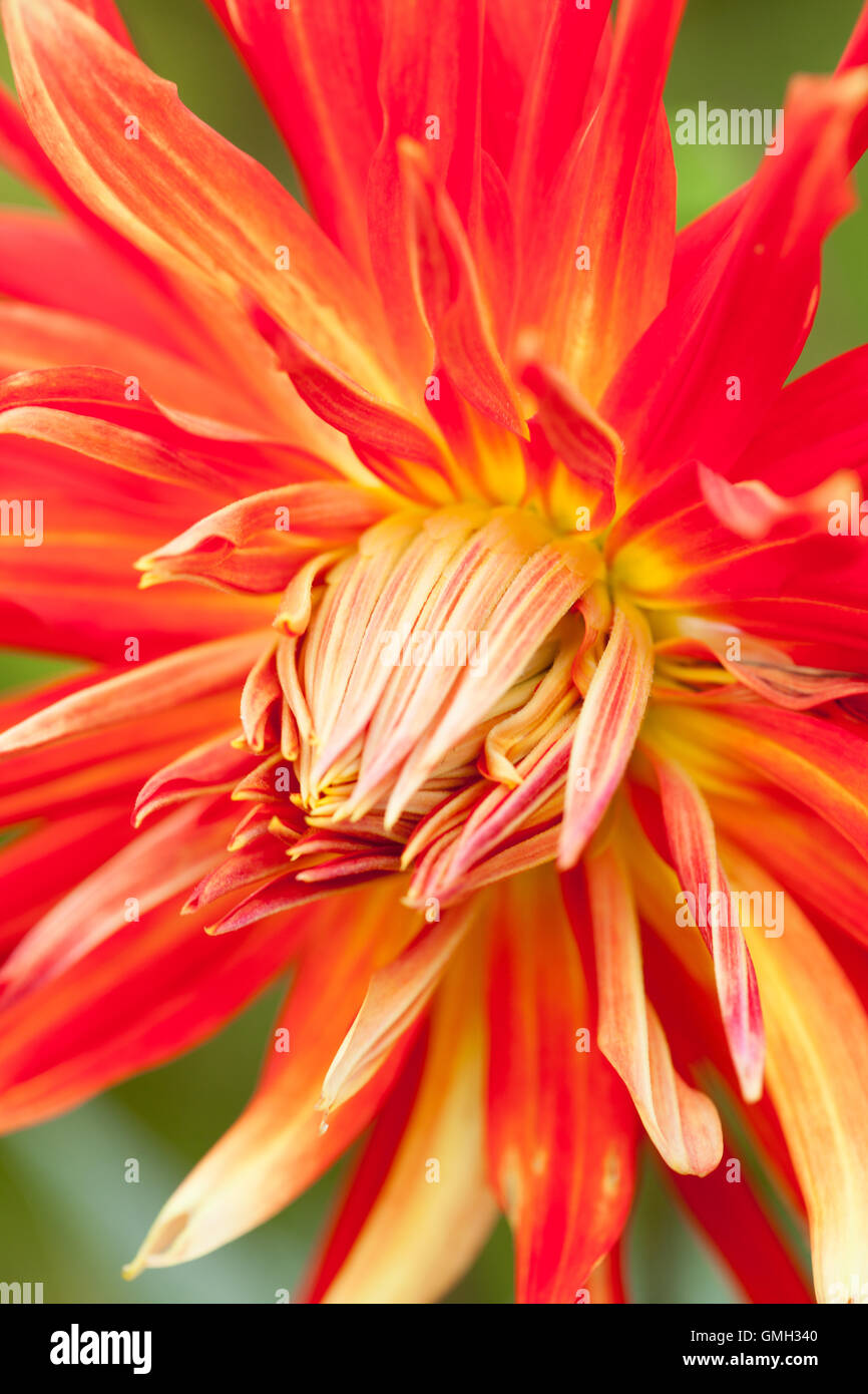 Pink dahila hi-res stock photography and images - Alamy
