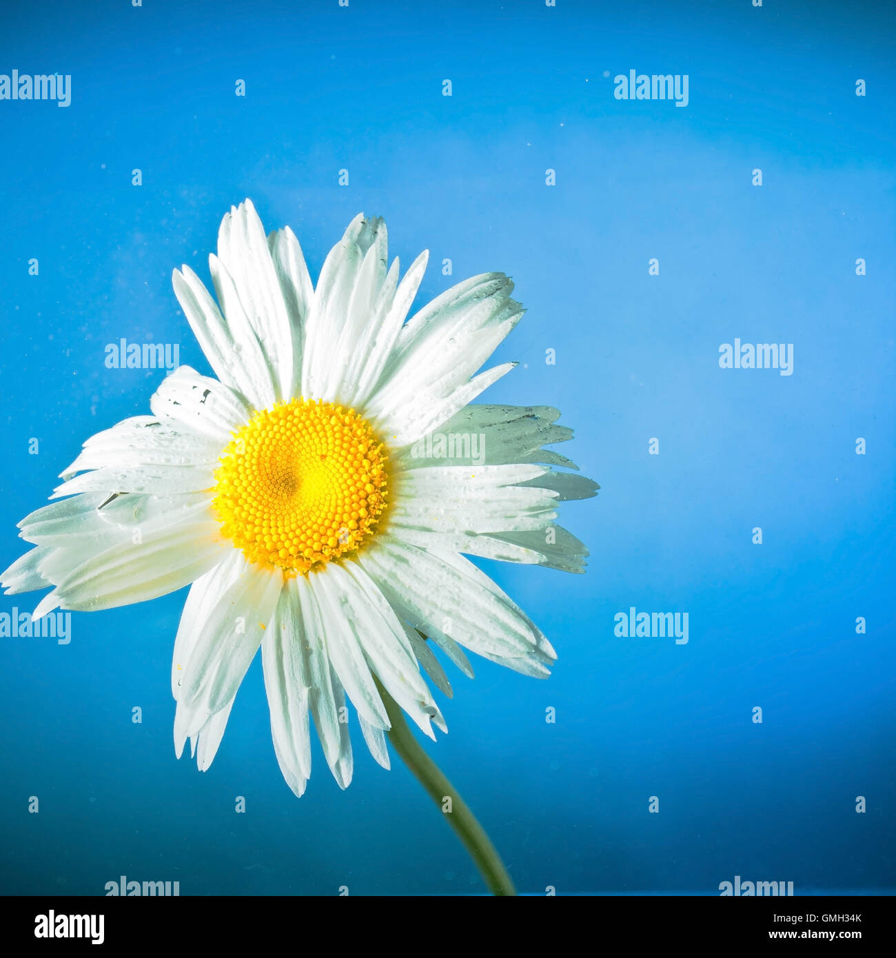 Blue eye bulb hi-res stock photography and images - Alamy