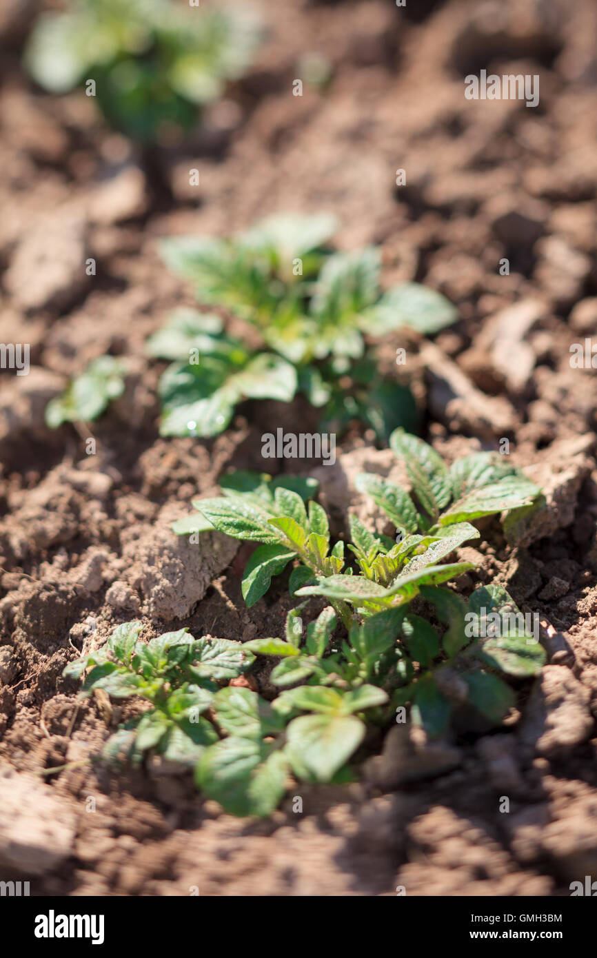 Potato field point hi-res stock photography and images - Alamy