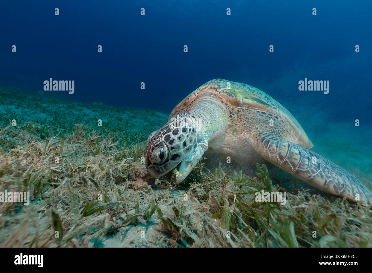 Female green turtle eating sea grass Stock Photo - Alamy