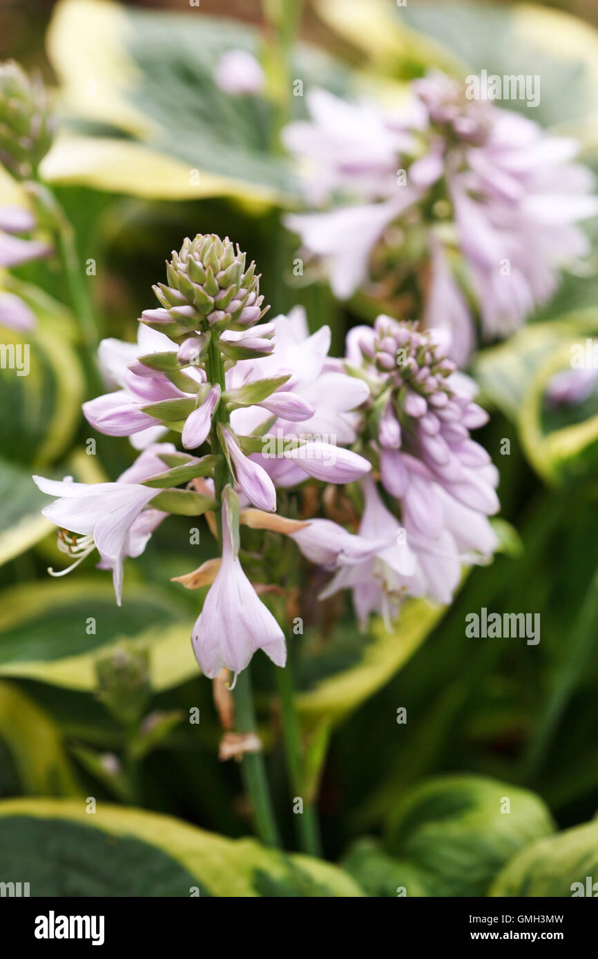 Clean botanical composition hi-res stock photography and images - Alamy