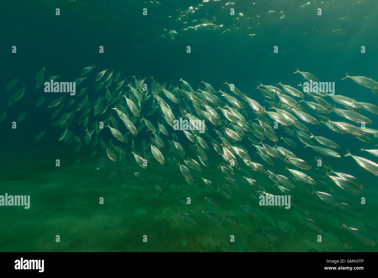 Striped mackerel in the Red Sea Stock Photo - Alamy