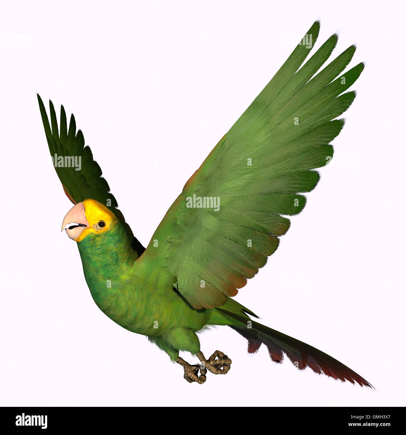 Colorful parrot species hi-res stock photography and images - Alamy