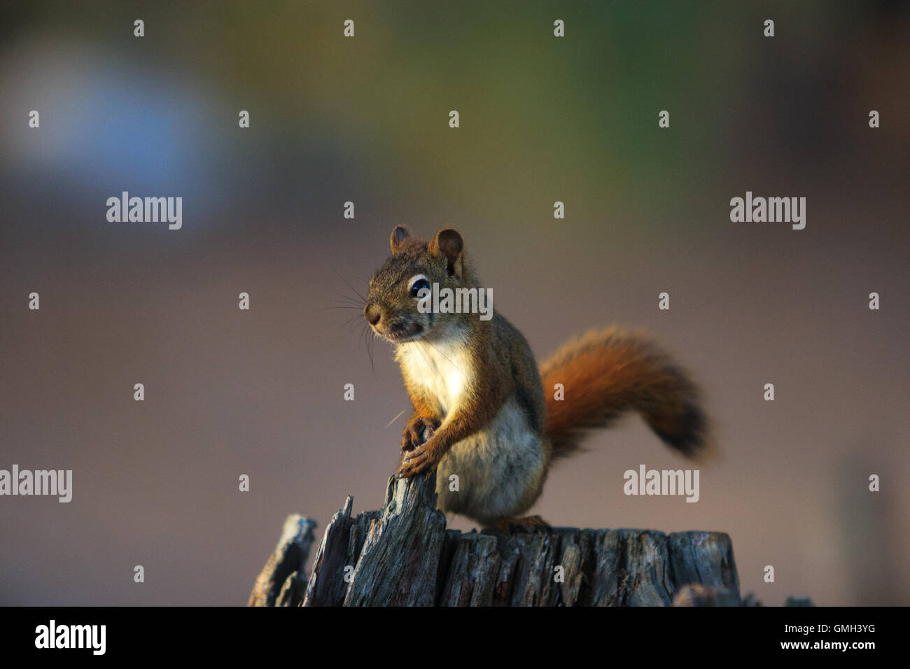 Alert Red Squirrel on Tree Stump Stock Photo - Alamy