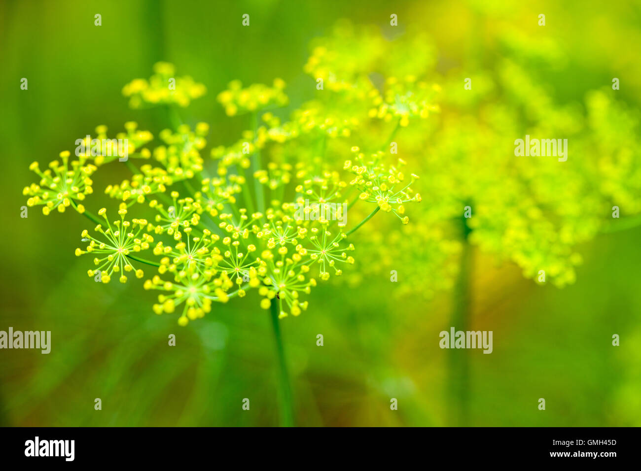 flowers of dill Stock Photo - Alamy