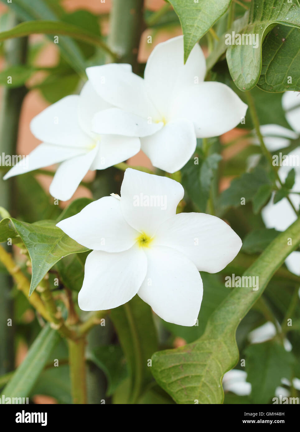 white Gardenia flower Stock Photo - Alamy