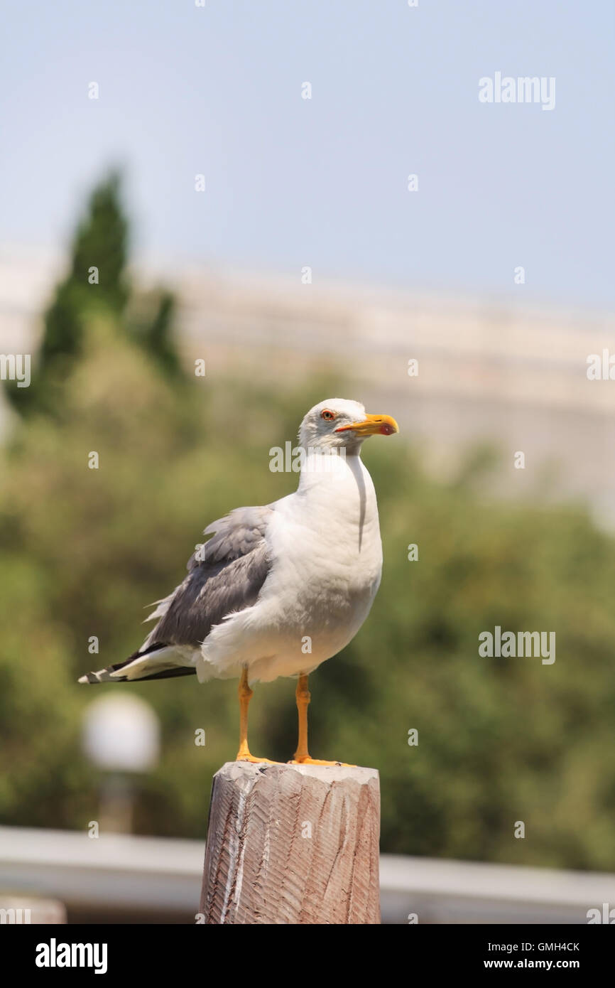 photo of a sea gull Stock Photo - Alamy