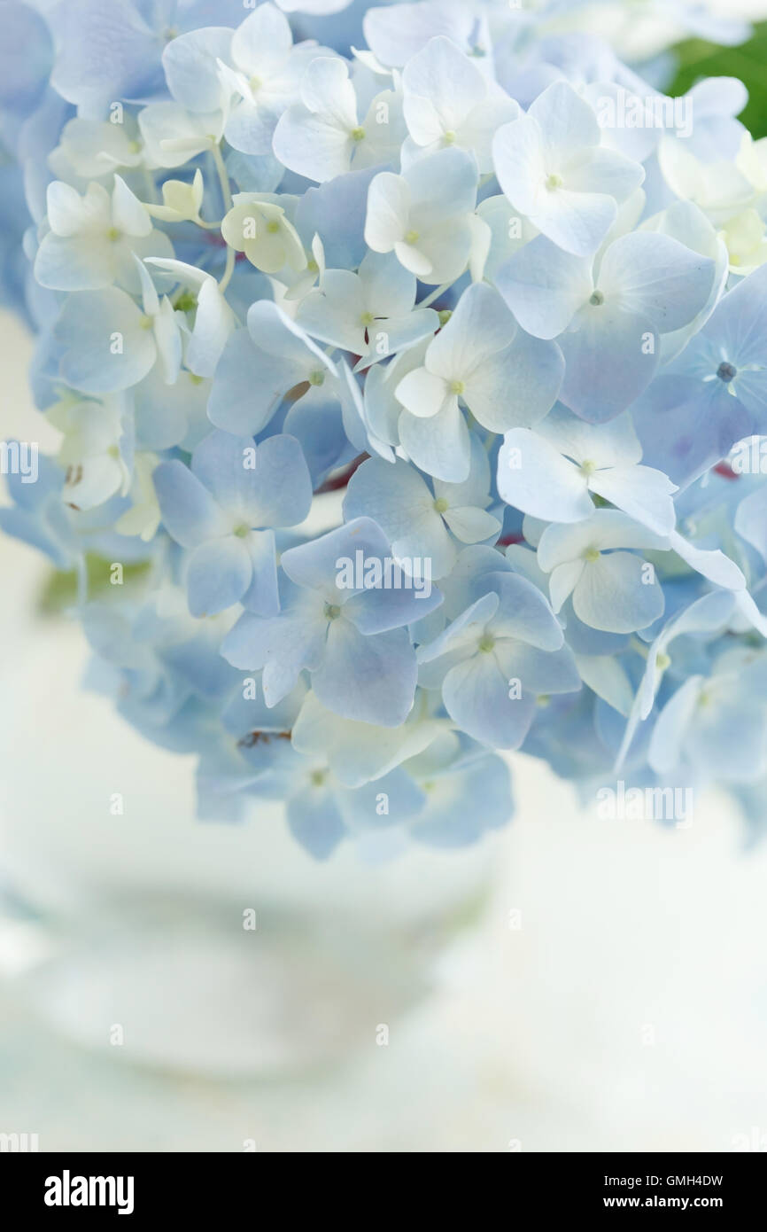 blue flower in vase Stock Photo - Alamy
